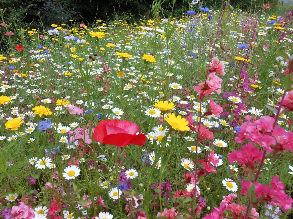 Maiden Erlegh Nature Reserve – Earley Town Council