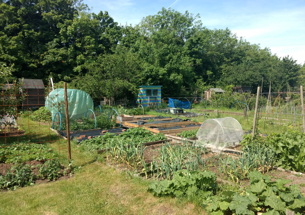 Allotments – Earley Town Council