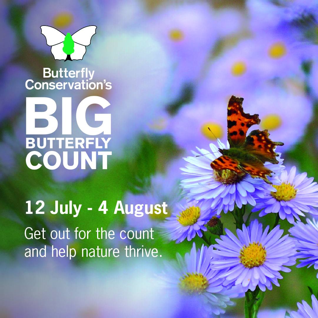 Big Butterfly Count – Get Involved – Earley Town Council